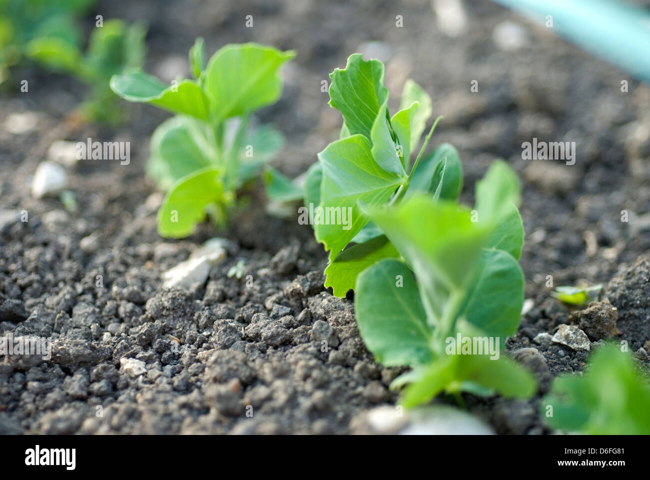 Pea shoots in soil hi-res stock photography and images - Alamy
