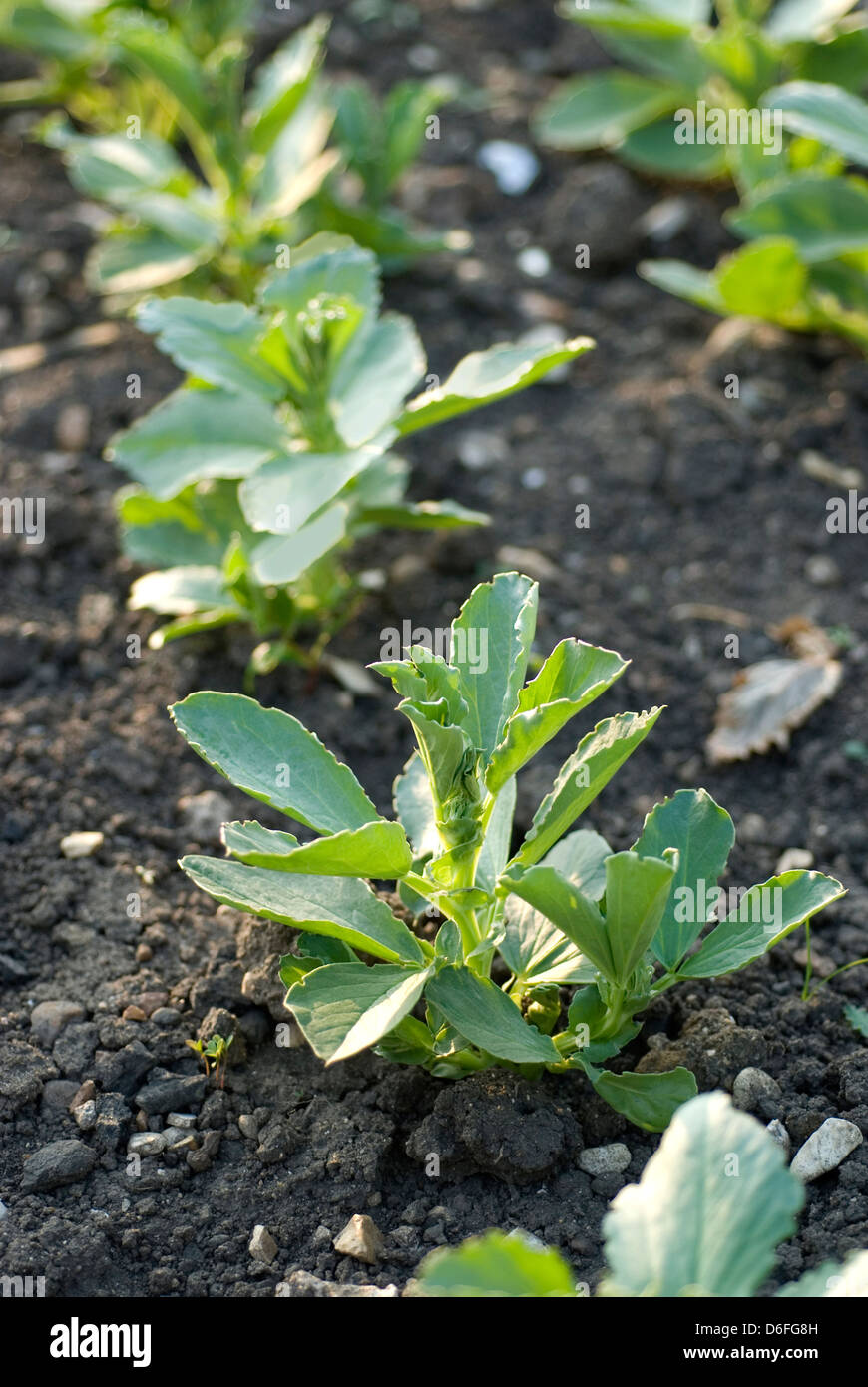 Broad Bean Shoots Stock Photo - Alamy