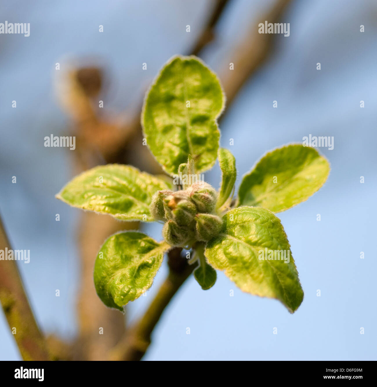 Apple Blossom Bud Stock Photo - Alamy