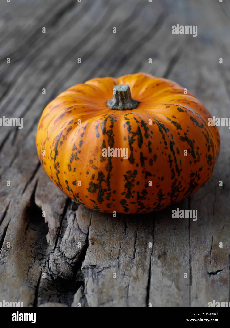 Munchkin pumpkins hi-res stock photography and images - Alamy