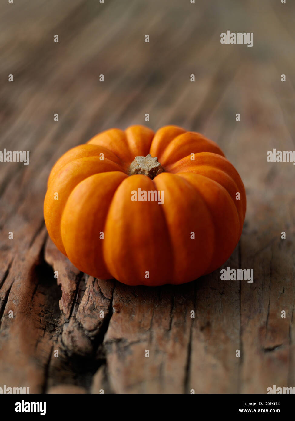 Munchkin pumpkin hi-res stock photography and images - Alamy