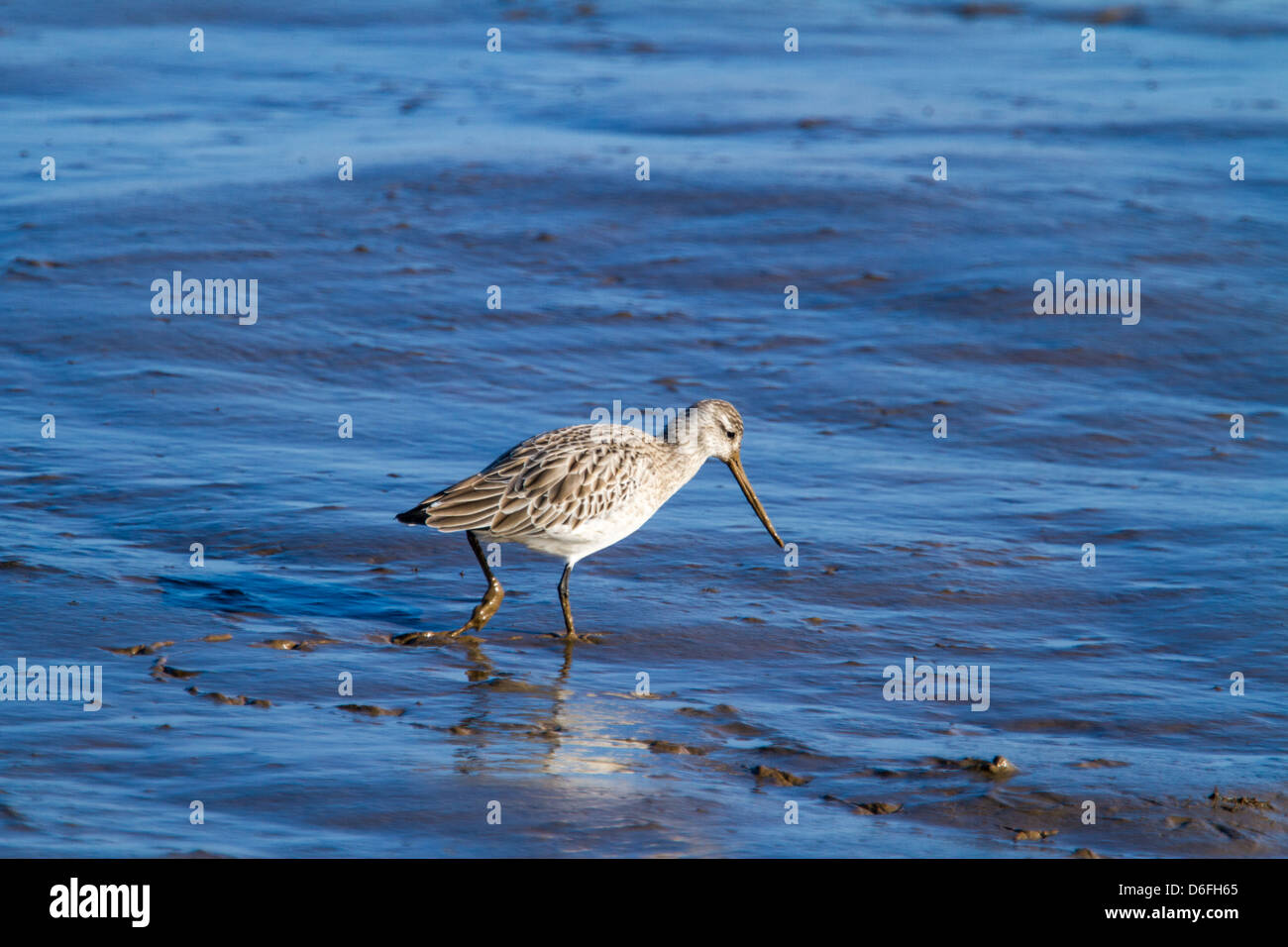 Bar Tailed Godwit (Limosa Lapponica Stock Photo - Alamy