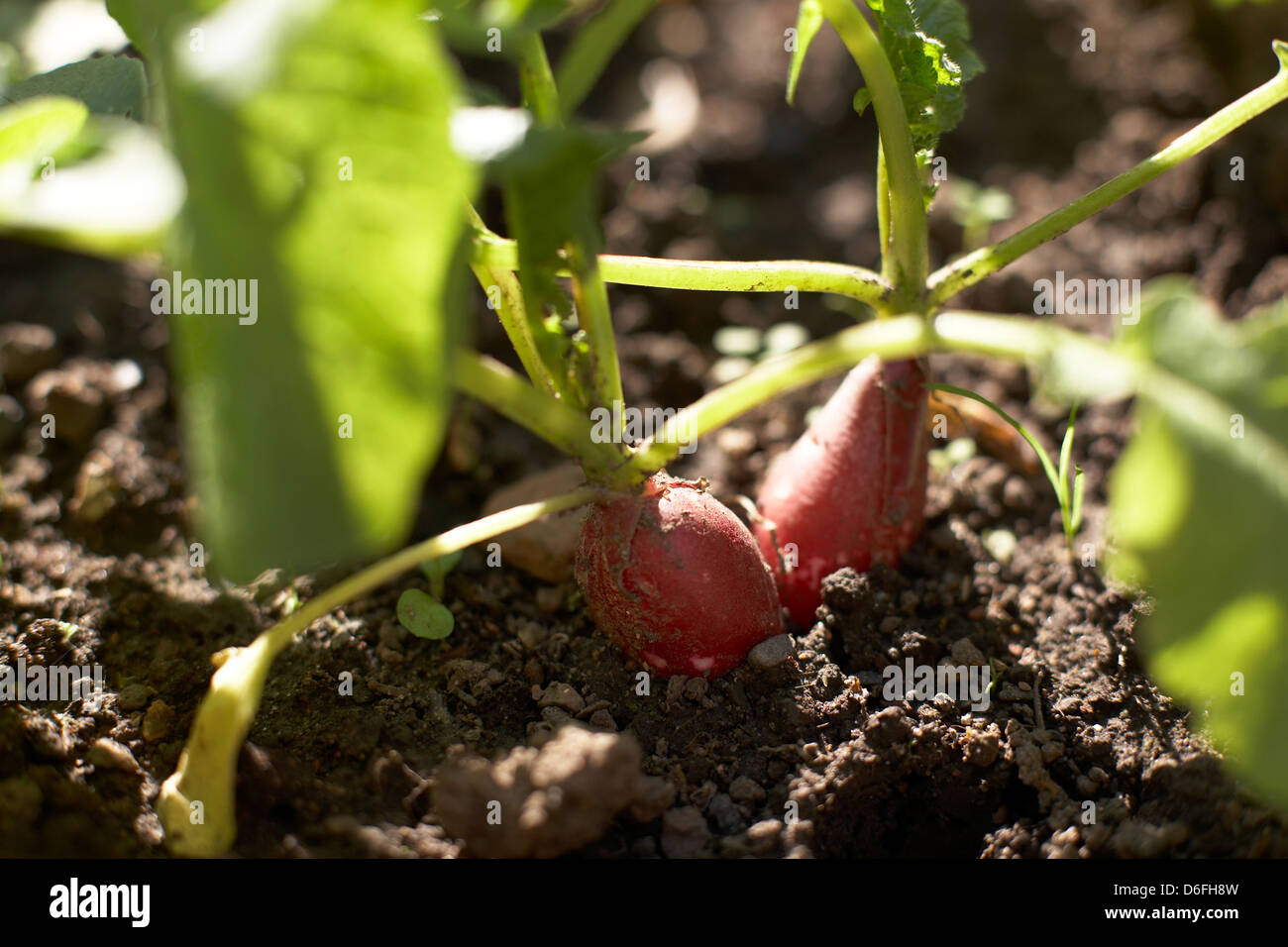 Radish in ground Stock Photo - Alamy