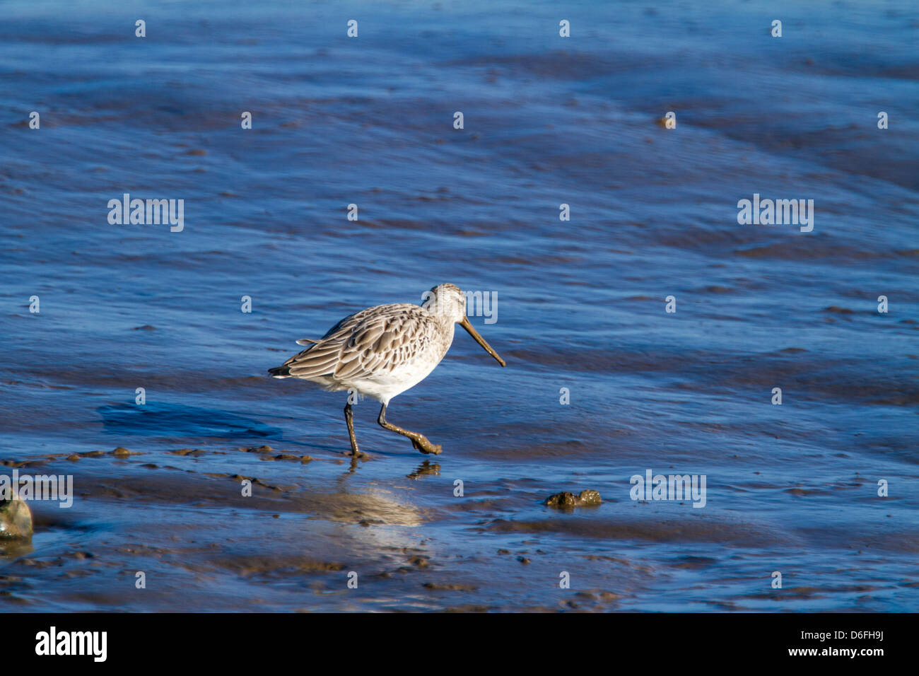 Bar Tailed Godwit (Limosa Lapponica Stock Photo - Alamy