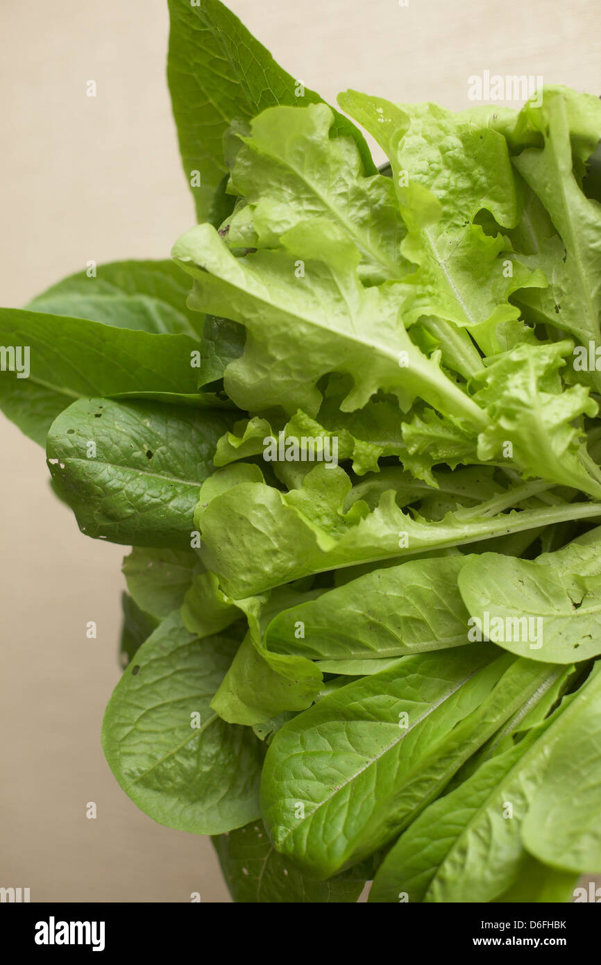 Cos Lettuce Cut Out High Resolution Stock Photography and Images - Alamy