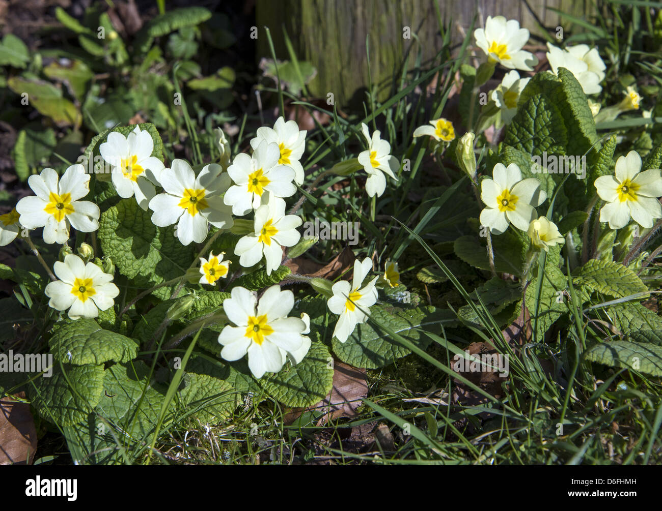 Primrose flowers, Primula vulgaris, one of the first signs that Spring ...