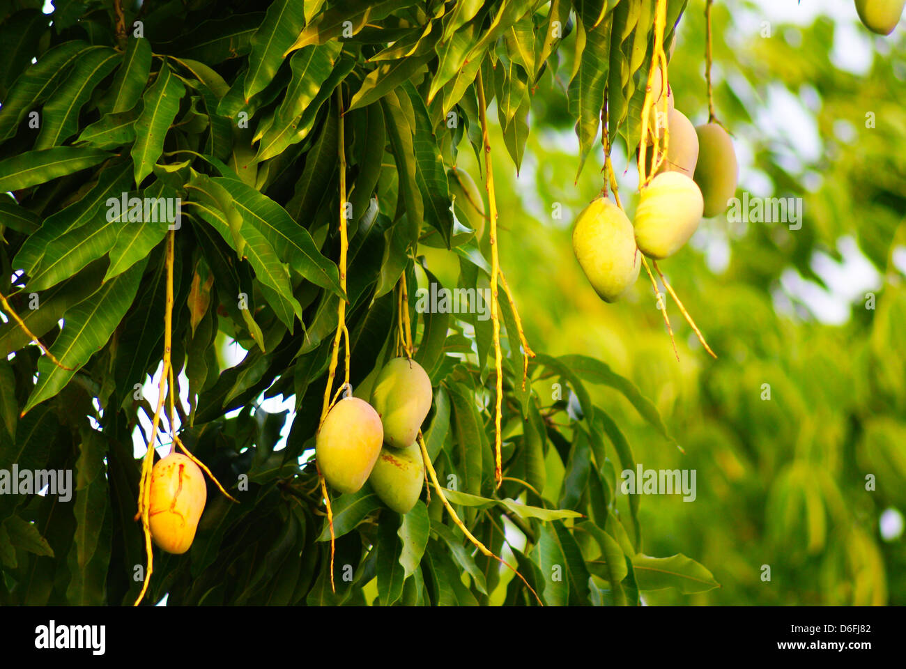 Mango, fruit tree hi-res stock photography and images - Alamy