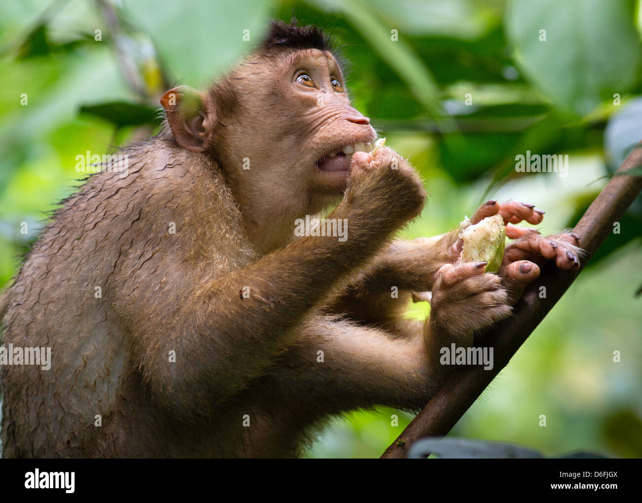 Young Pig Tailed Macaque Macaca nemestrina hurriedly eating fruit ...