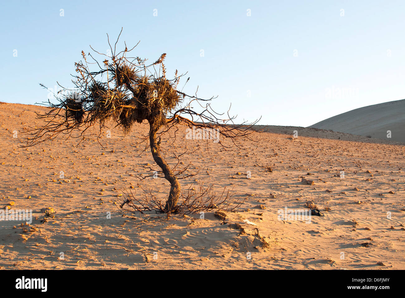Nazca tree hi-res stock photography and images - Alamy