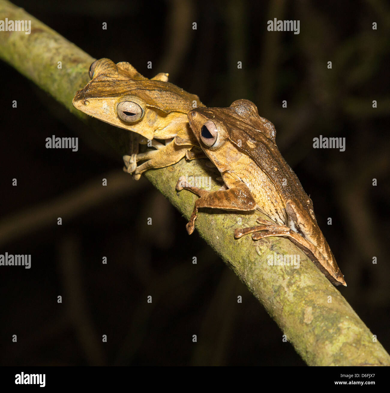 File Eared or Borneo Eared Tree Frog pair Polypedates otilophus on a ...
