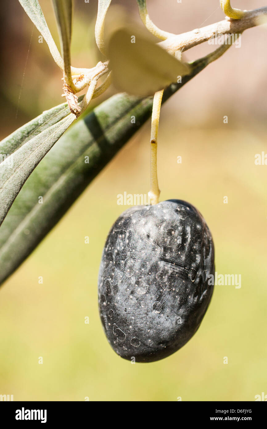 Ripe olive attached to the olive tree Stock Photo - Alamy