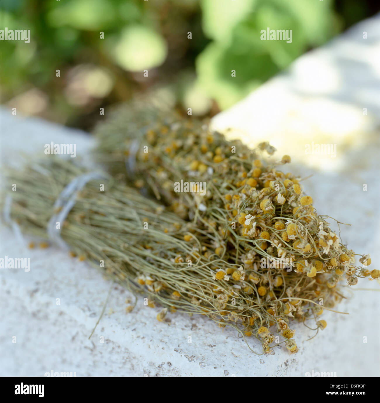 Bunch of Camomile Stock Photo - Alamy