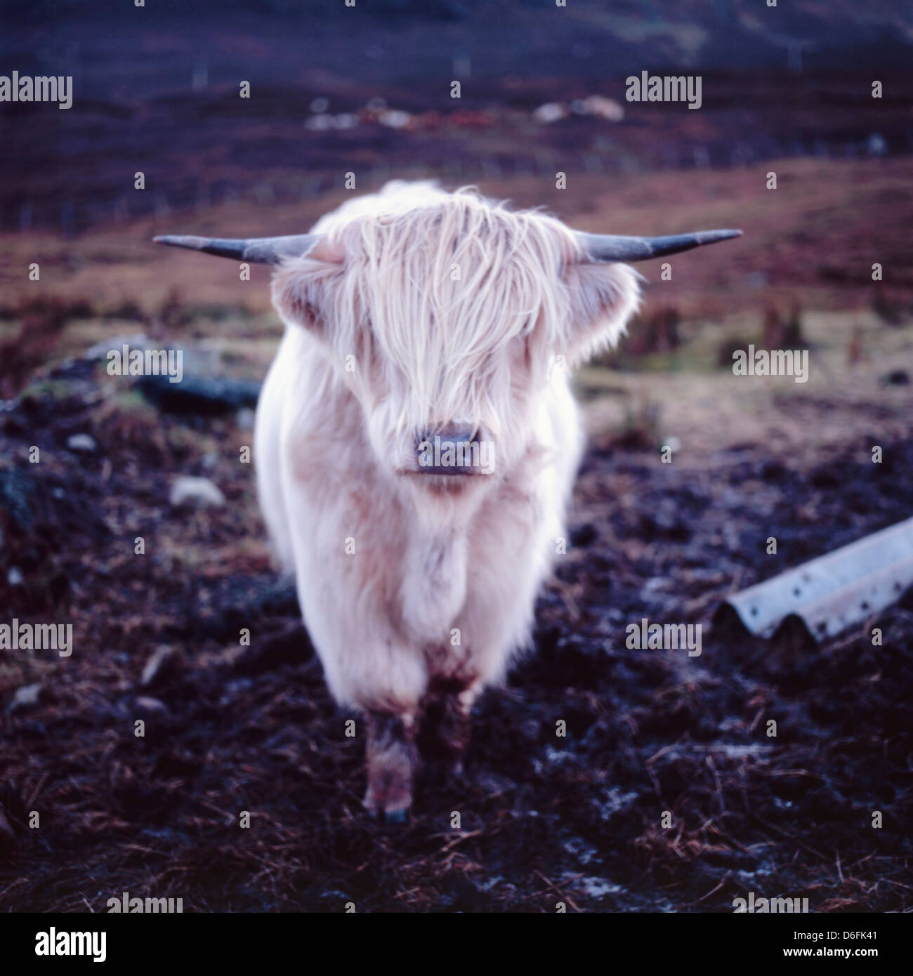 White Scottish Highland Cattle Scottish Highland Cow Photograph By