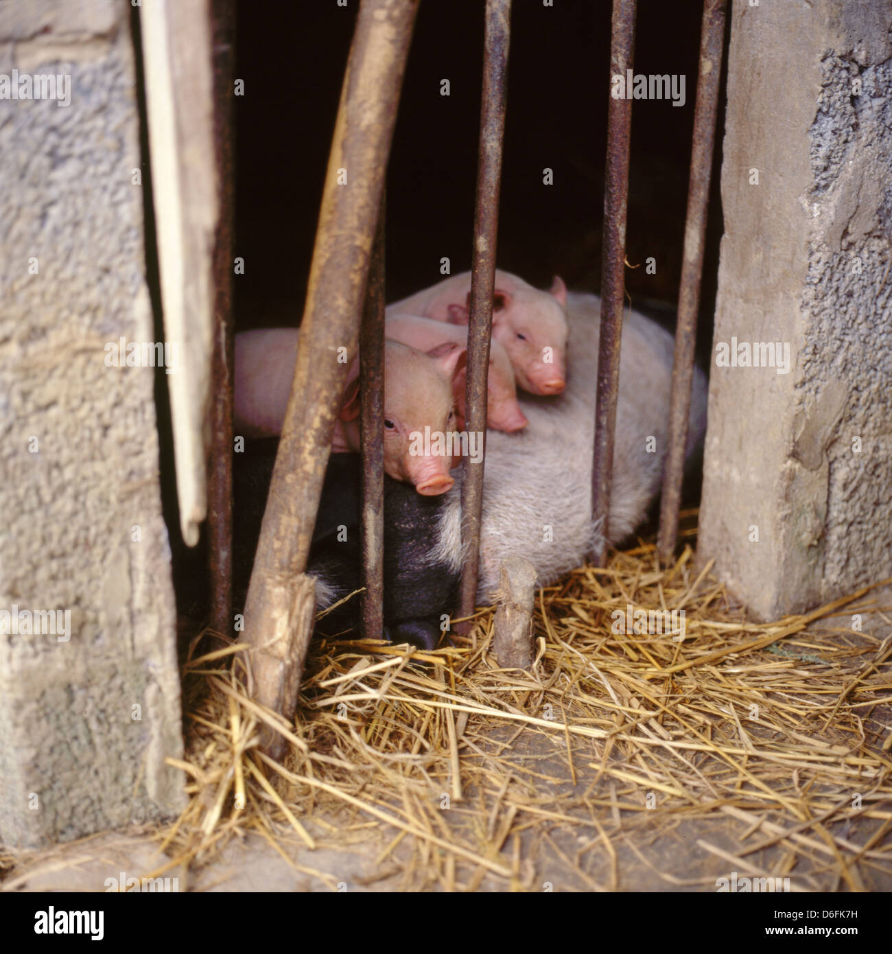 Pig farming sow piglets in hi-res stock photography and images - Alamy