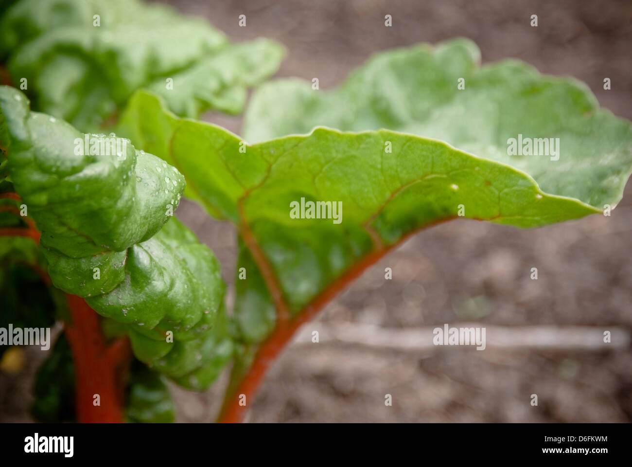 Argenta british columbia hi-res stock photography and images - Alamy