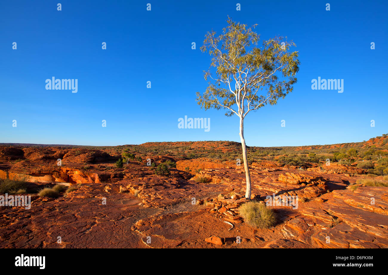 Ghost gum hi-res stock photography and images - Alamy