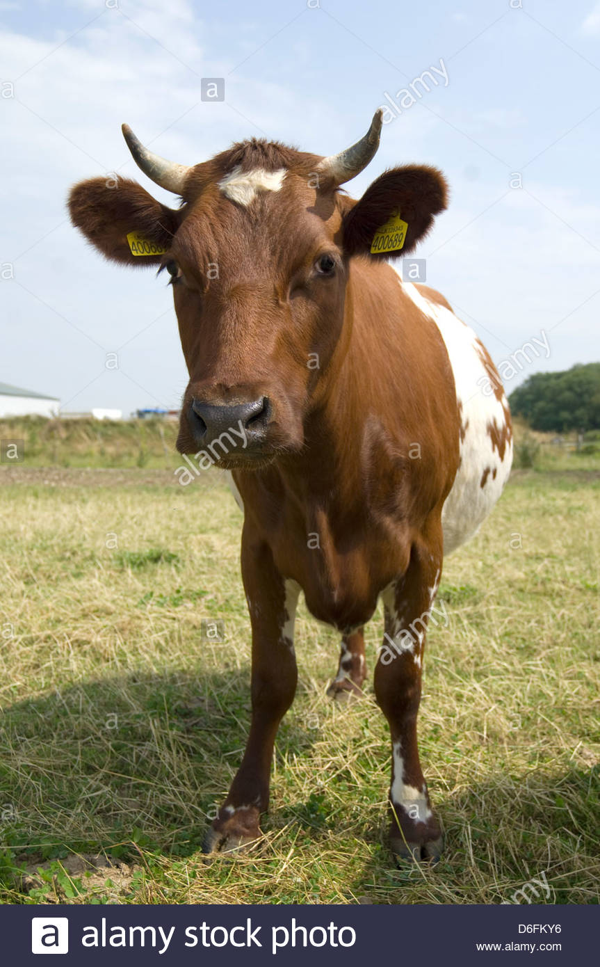 Shetland Cow Stock Photos & Shetland Cow Stock Images - Alamy