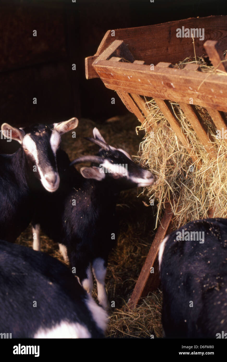 Animals goats hi-res stock photography and images - Alamy
