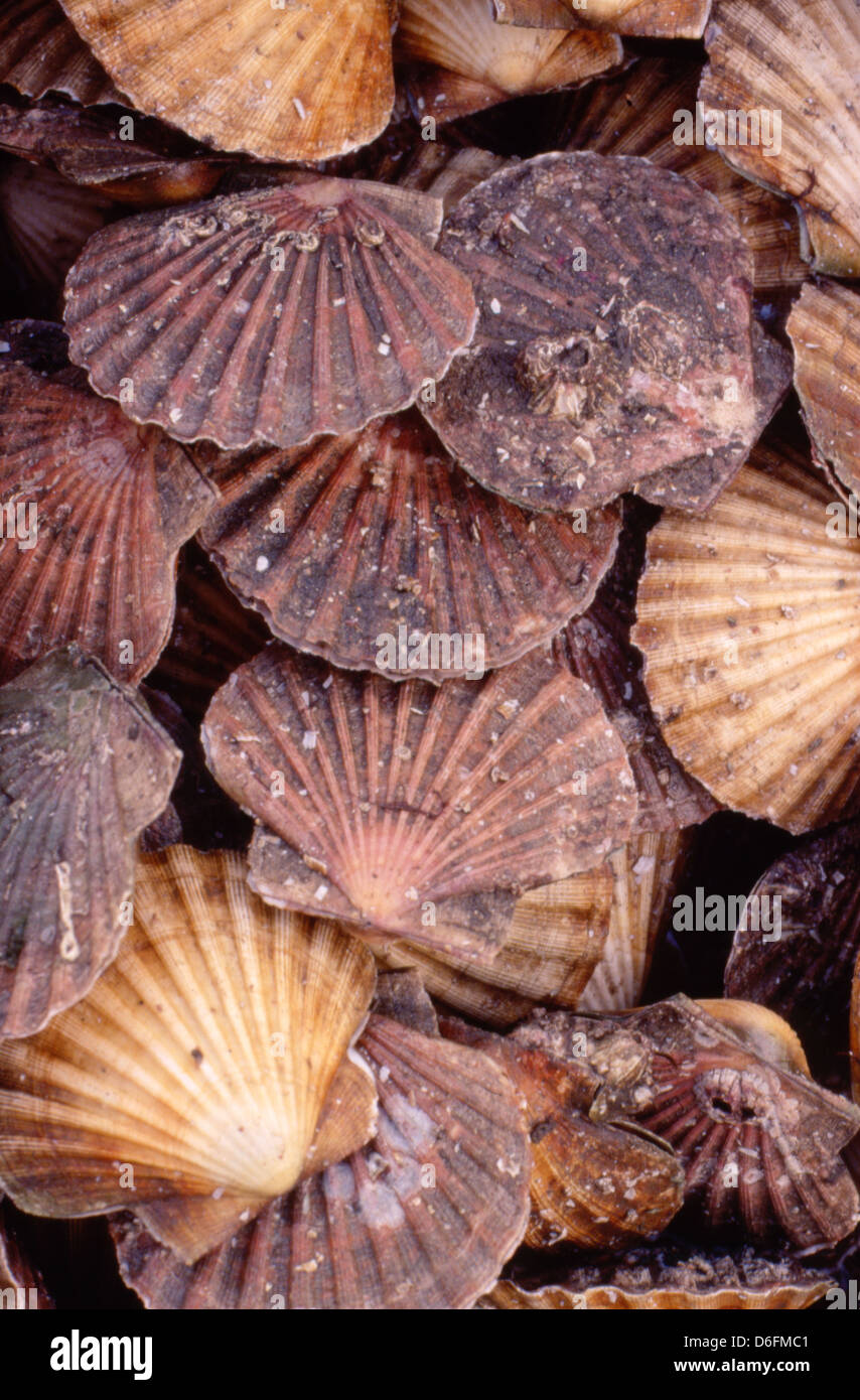 Heap pile scallops hi-res stock photography and images - Alamy