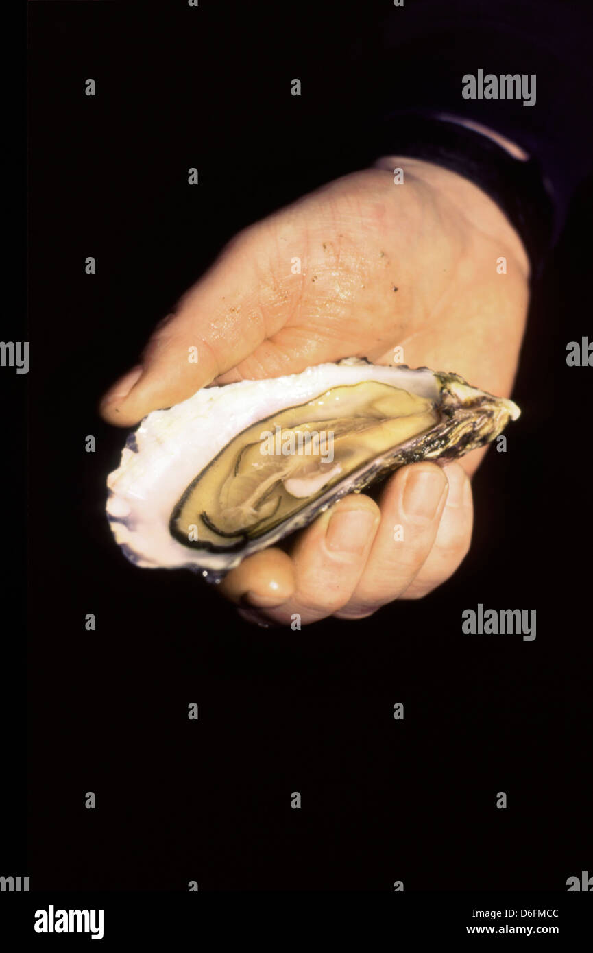 Hand Holding Open Oyster Shell Stock Photo - Alamy