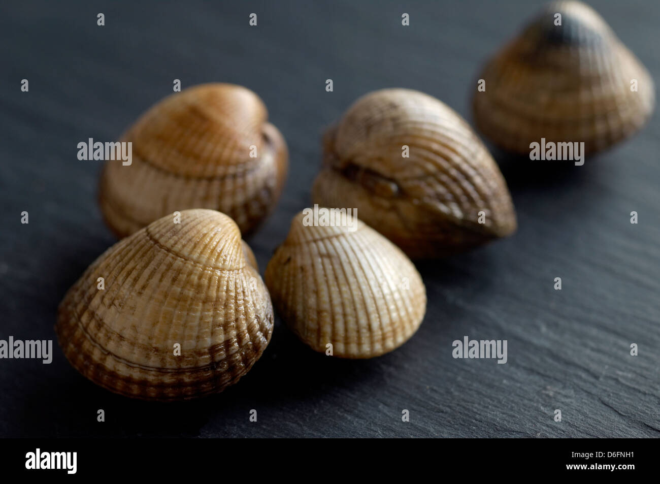 Fresh raw sea cockles hi-res stock photography and images - Alamy