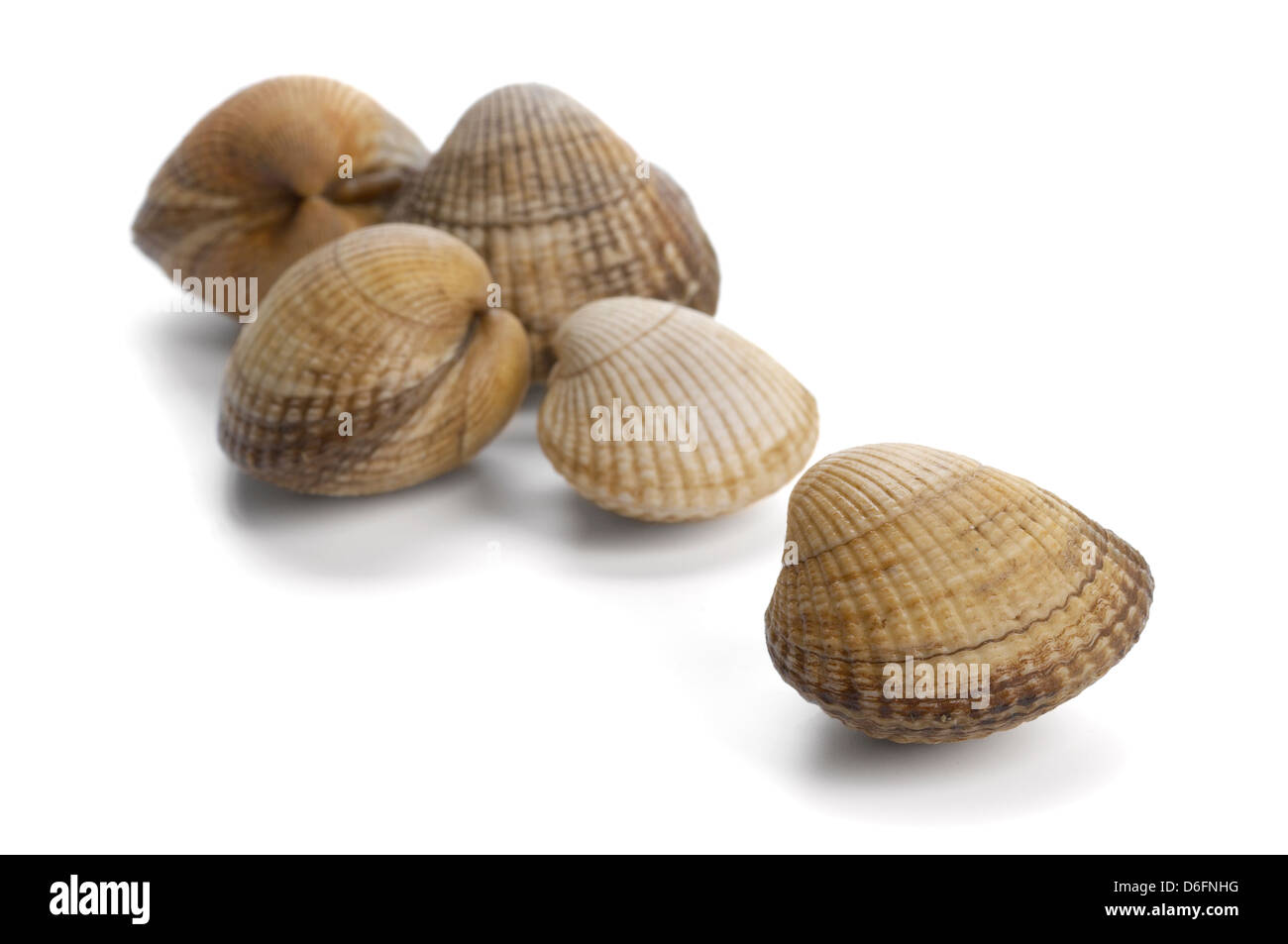 Fresh raw cockles background hi-res stock photography and images - Alamy