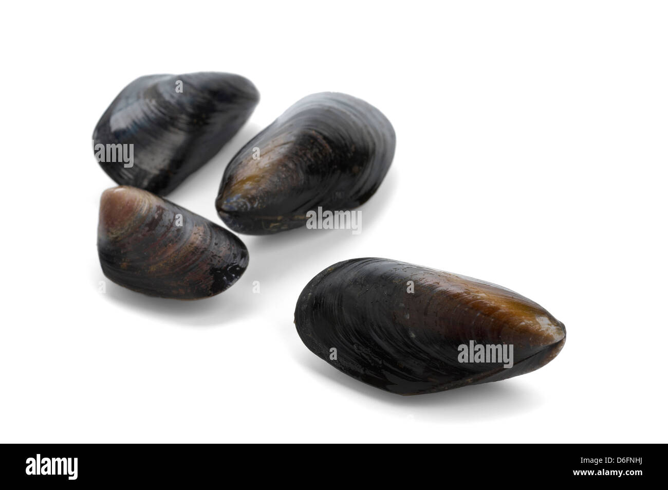 Whole mussels hi-res stock photography and images - Alamy