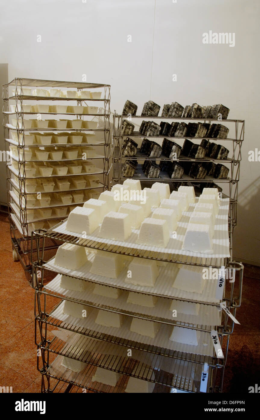 Goats cheeses maturing, cold room Stock Photo - Alamy