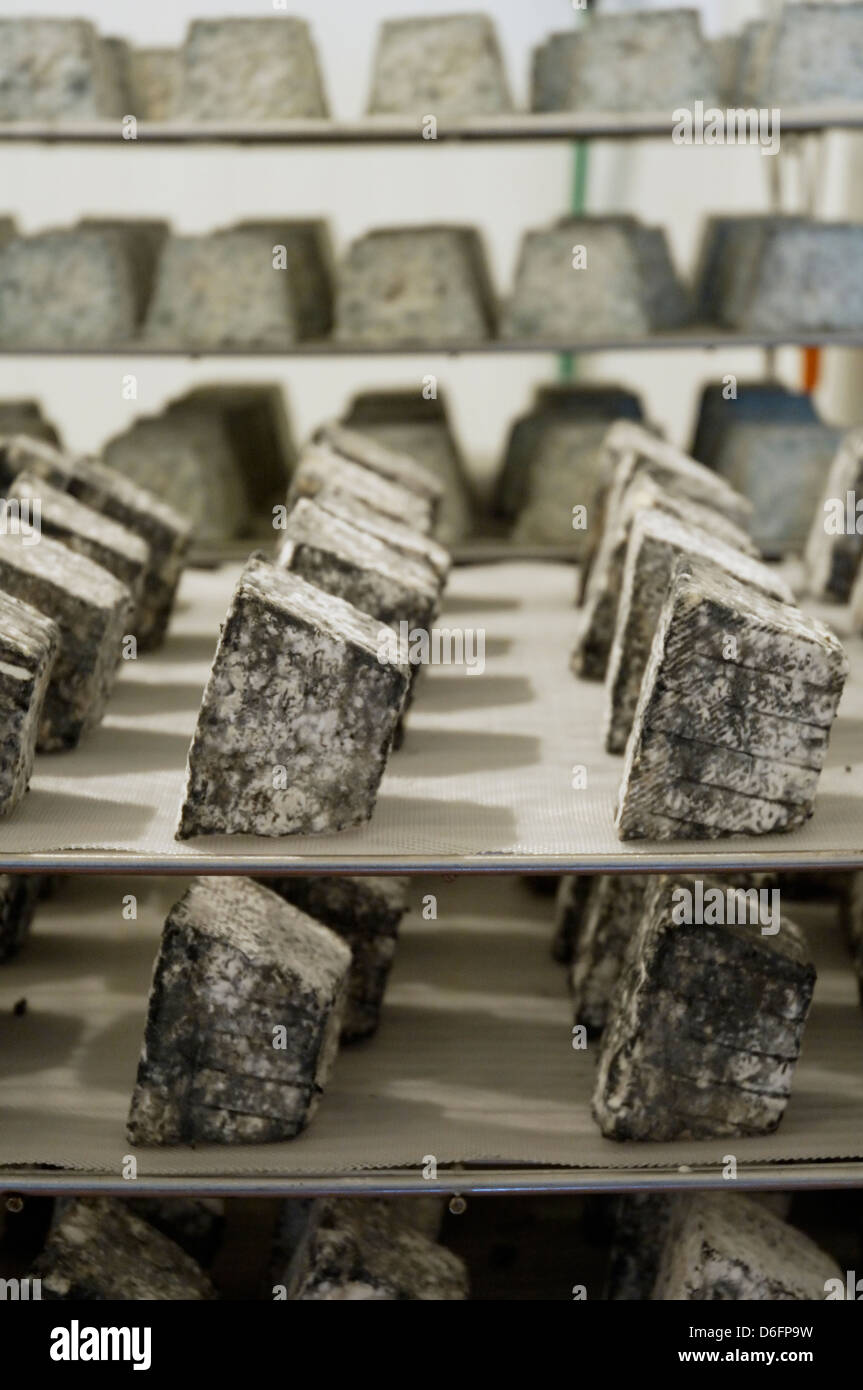 Goats Cheeses maturing, cold room Stock Photo - Alamy