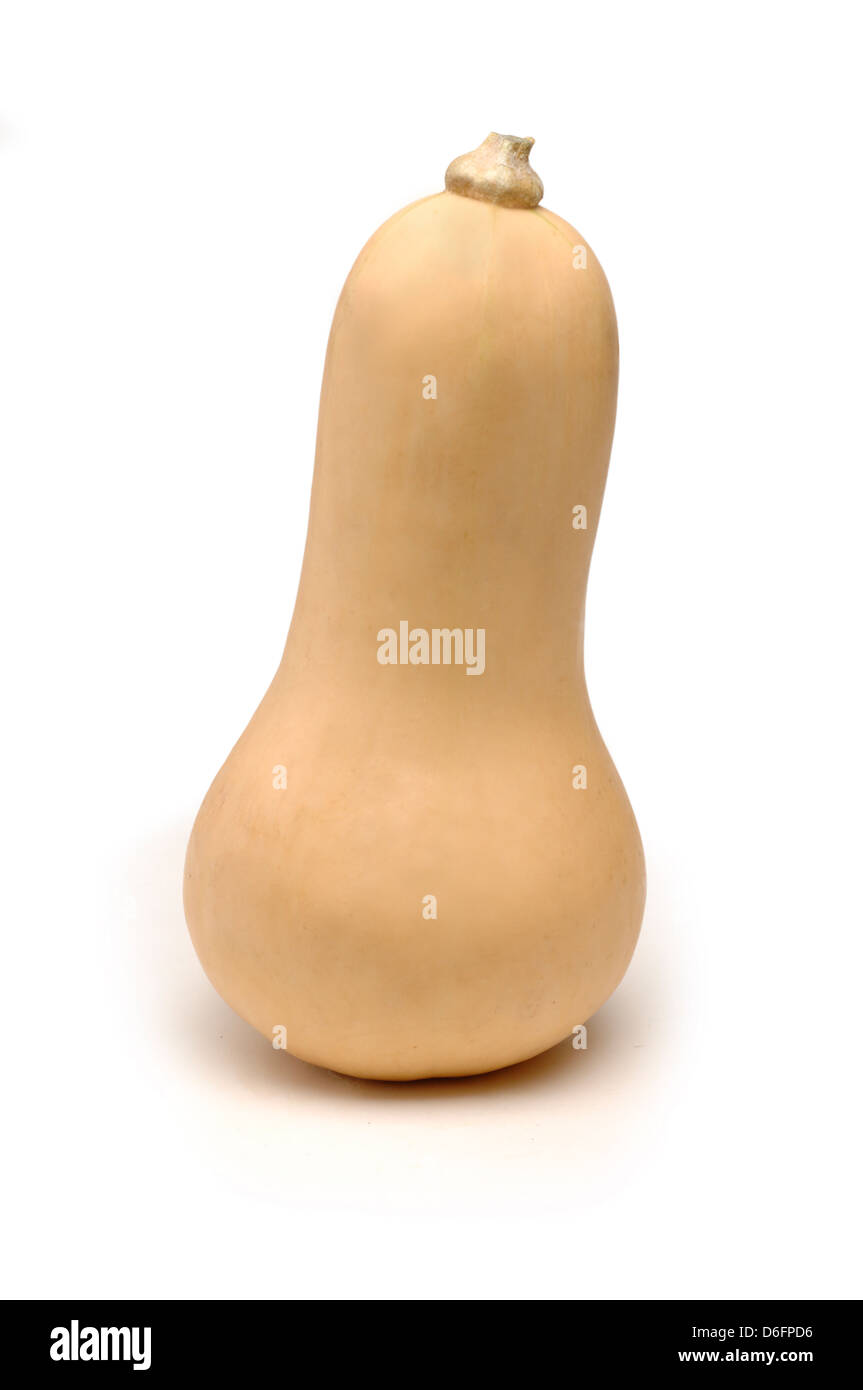 Butternut Squash on white background Stock Photo - Alamy