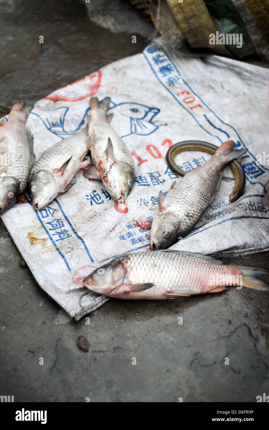 Chinese Fish Market Stock Photo - Alamy