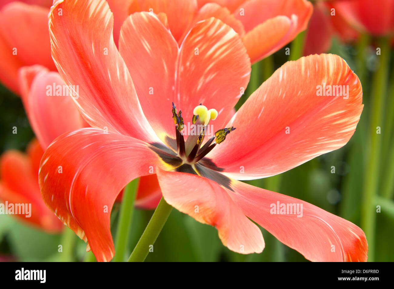 Orange tulips with petals sepals stigma and stamen visible in full ...