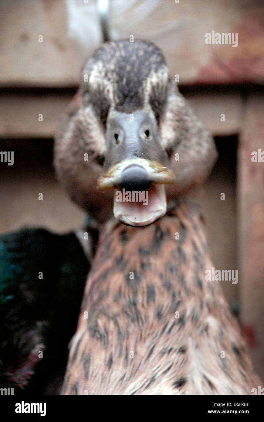Game - Duck Stock Photo - Alamy