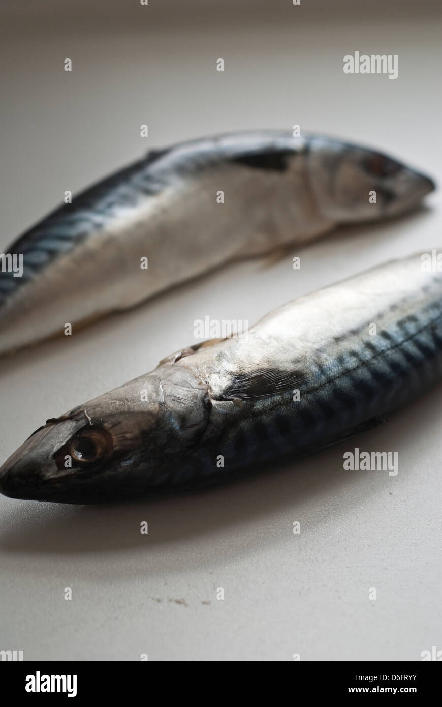 Whole mackerel hi-res stock photography and images - Alamy