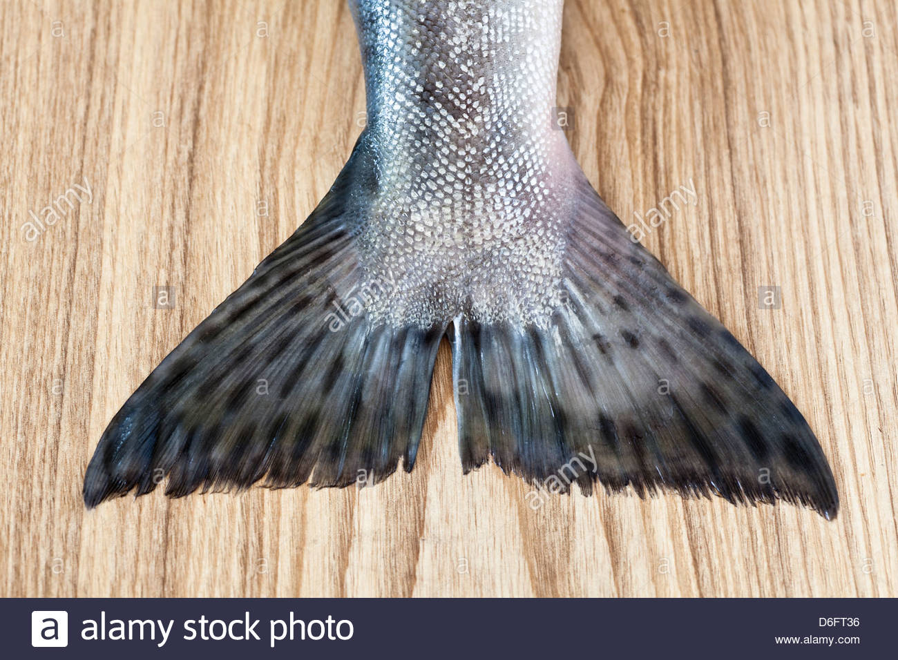 Fish Tail Stock Photos & Fish Tail Stock Images - Alamy