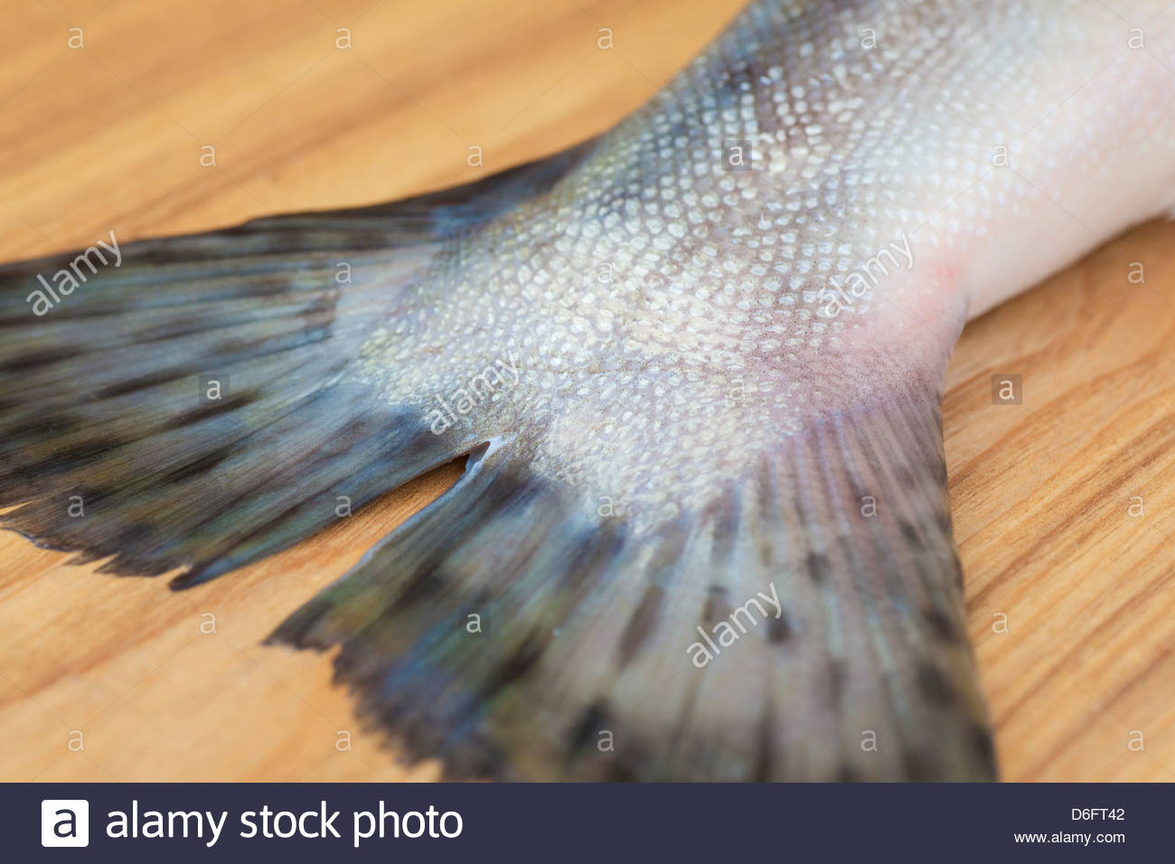 Fish Tail Stock Photos & Fish Tail Stock Images - Alamy