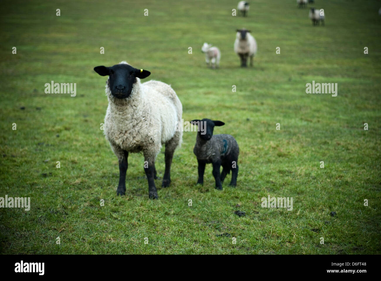 Spring daylight uk hi-res stock photography and images - Alamy