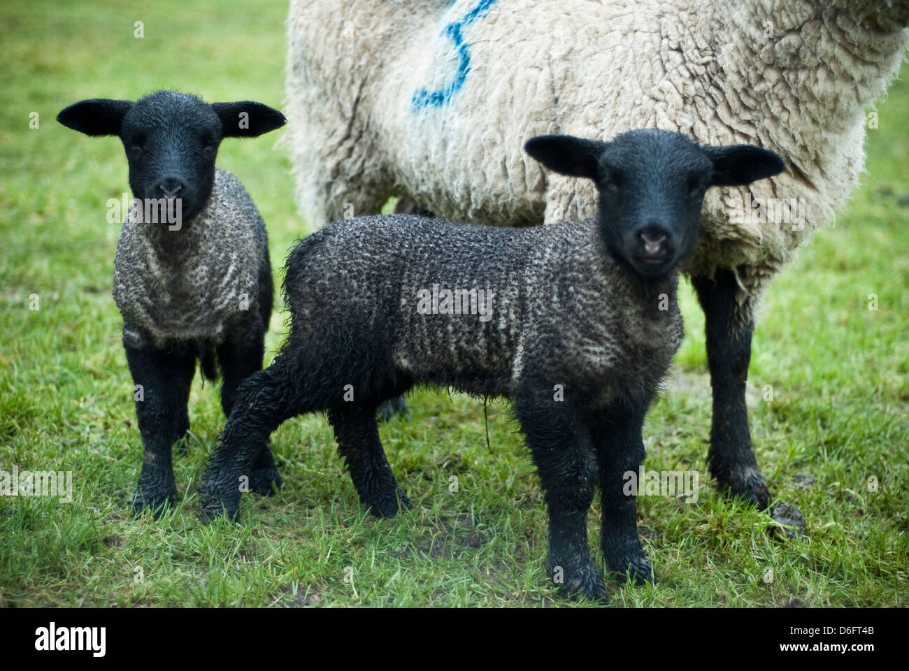 Spring daylight uk hi-res stock photography and images - Alamy