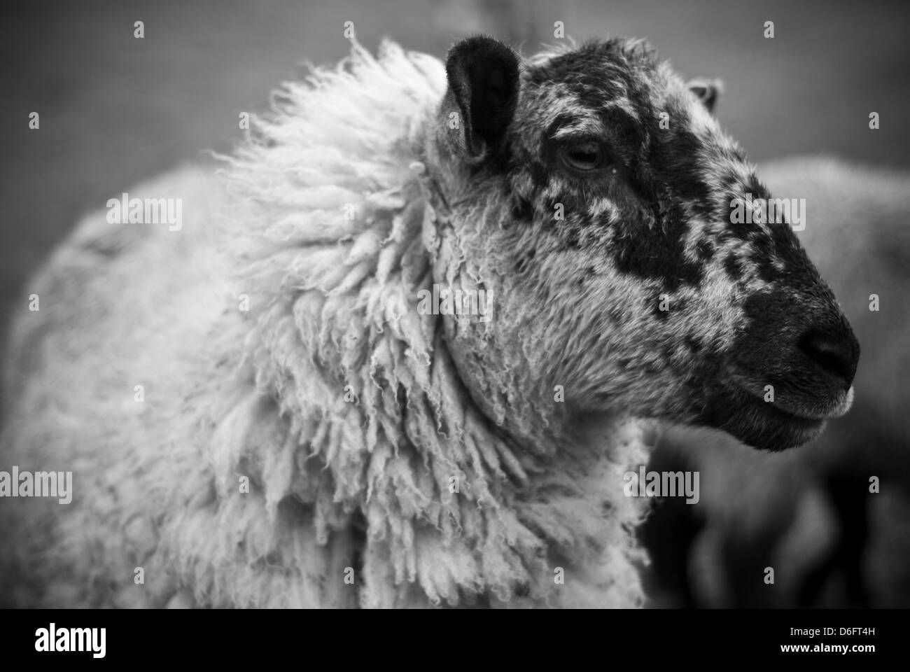 Uk spring Black and White Stock Photos & Images - Alamy