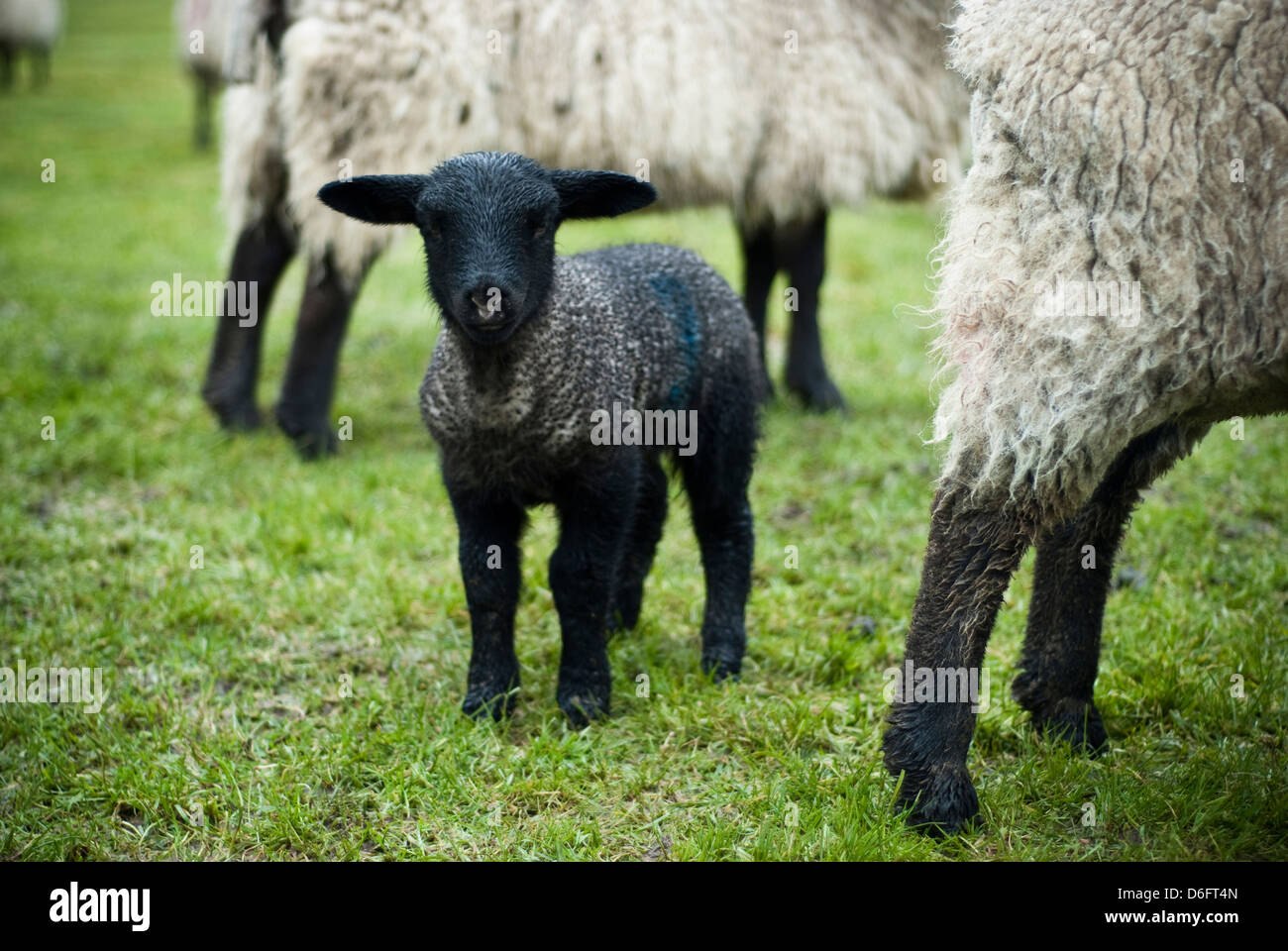 Group baby lambs grazing hi-res stock photography and images - Alamy
