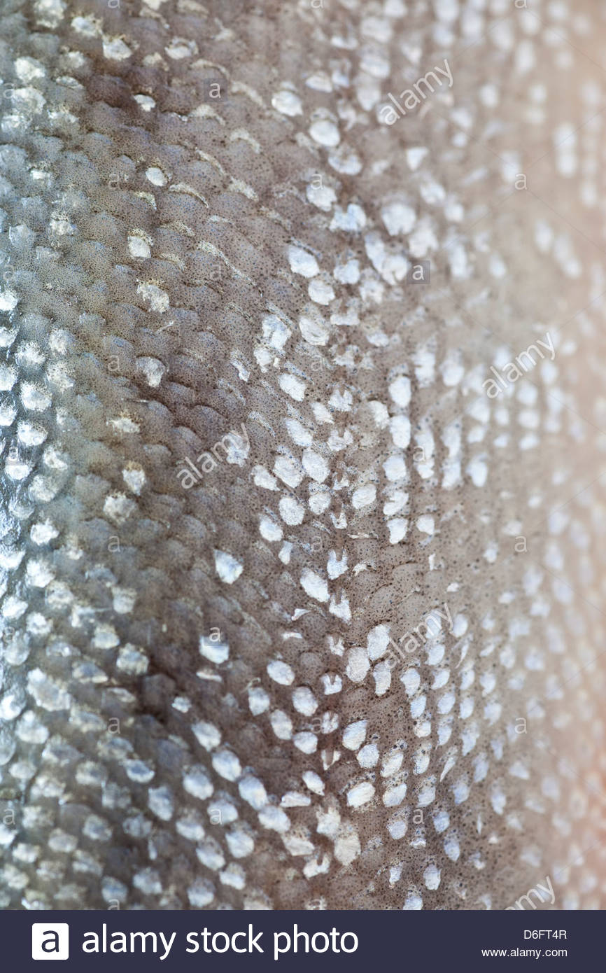 Fish Scales Stock Photos & Fish Scales Stock Images - Alamy