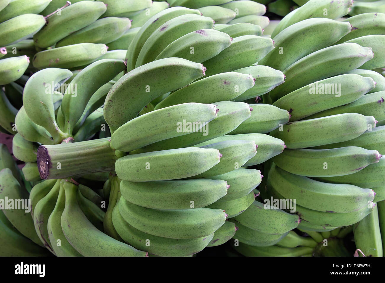 Stalk of bananas hi-res stock photography and images - Alamy