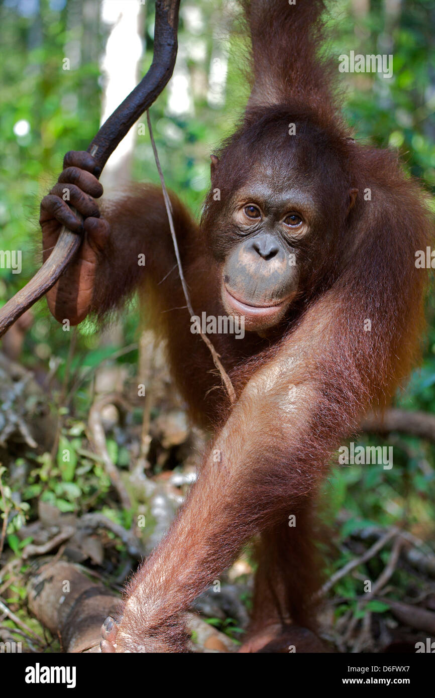 Orangutan (Pongo pygmaeus) in forest. Nyaru Menteng Orangutan ...