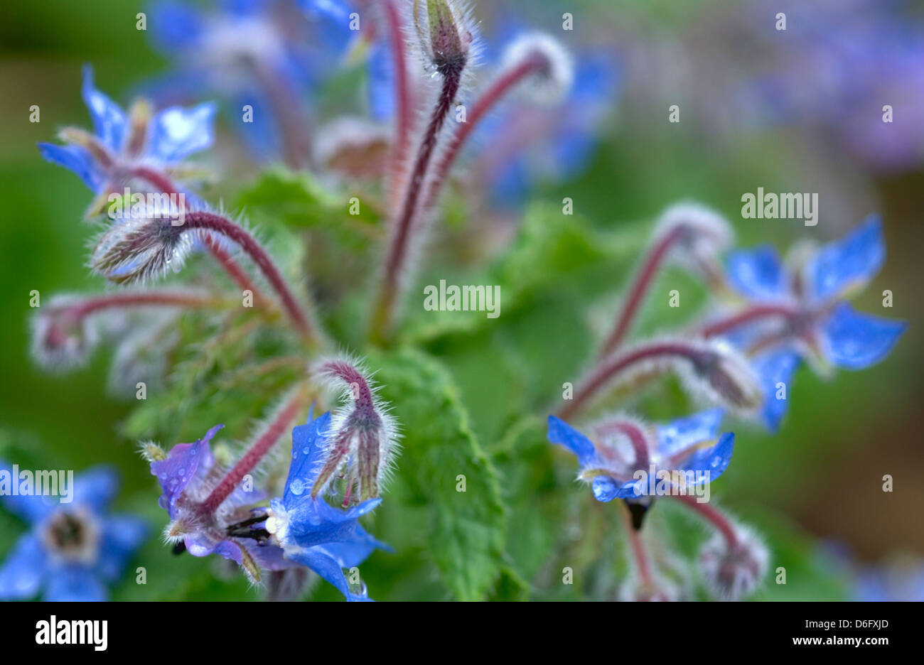 Borage pimms hi-res stock photography and images - Alamy