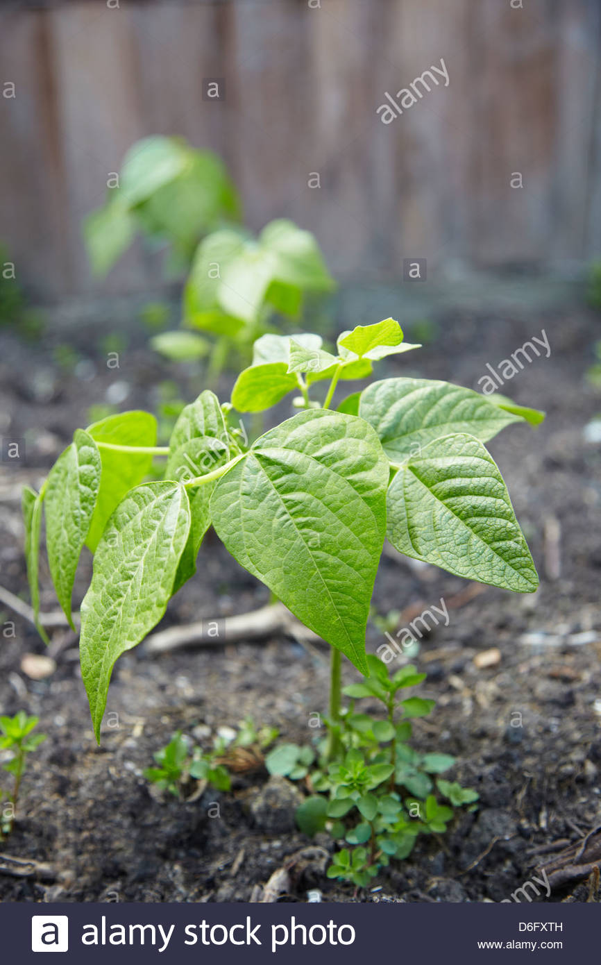 Dwarf Beans Stock Photos & Dwarf Beans Stock Images - Alamy
