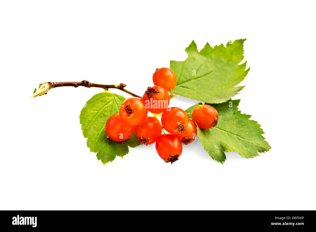 Branch with ripe hawthorn berries orange and green leaves isolated on ...