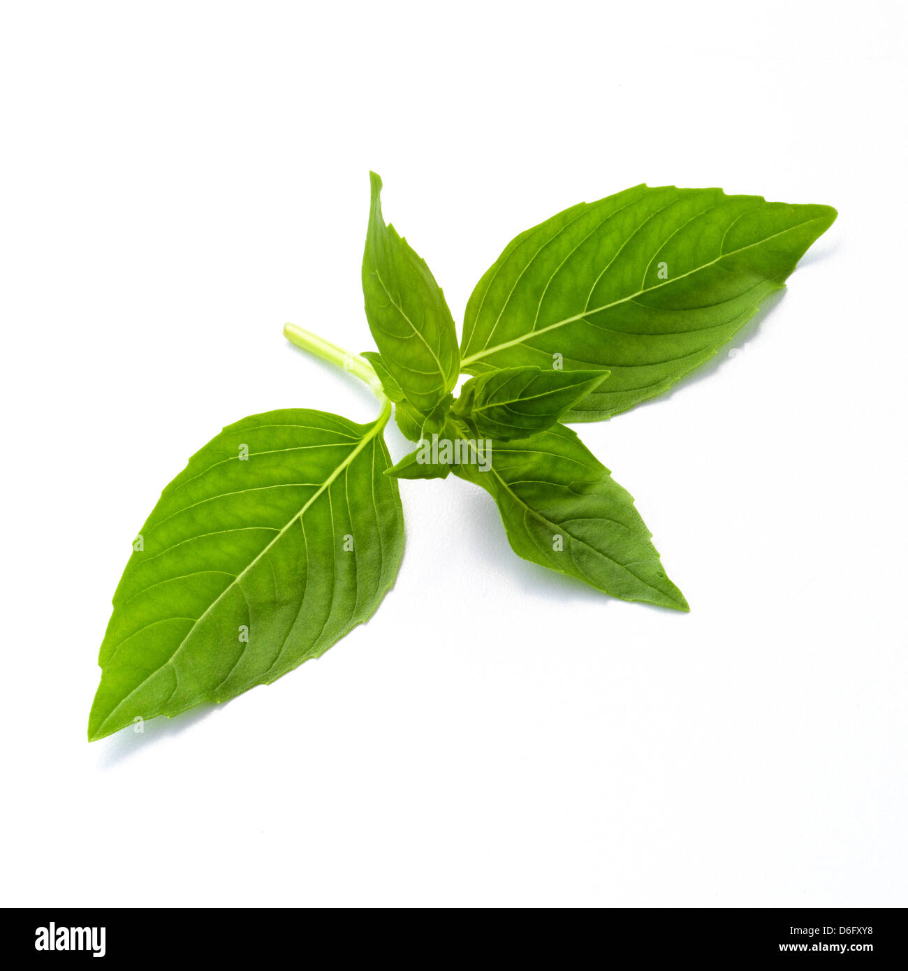 Sprigs basil hi-res stock photography and images - Alamy