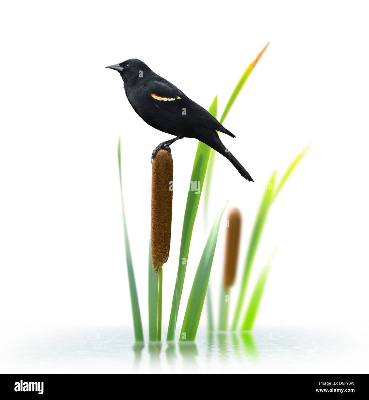 Red winged blackbird cattail Cut Out Stock Images & Pictures - Alamy