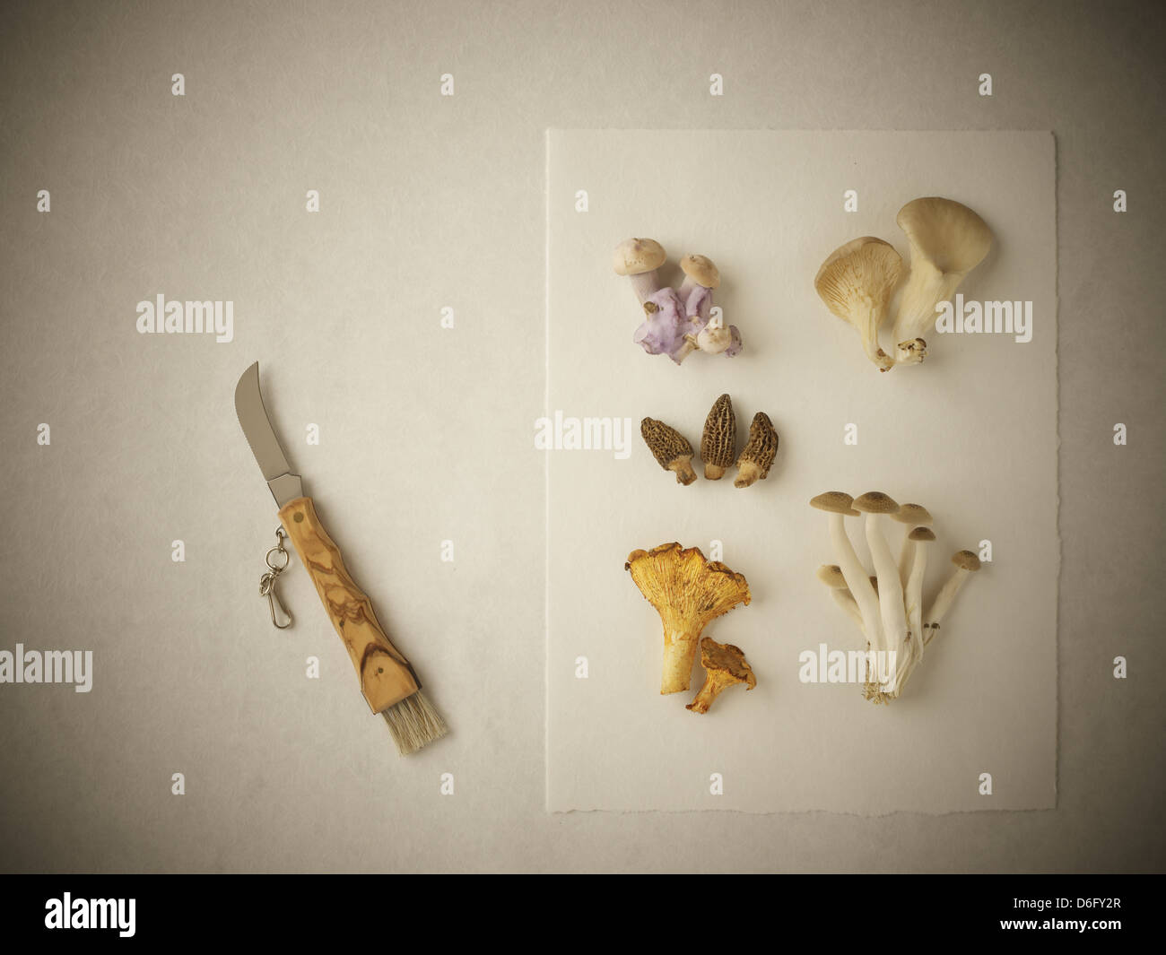 Mushrooms Varieties High Resolution Stock Photography and Images - Alamy