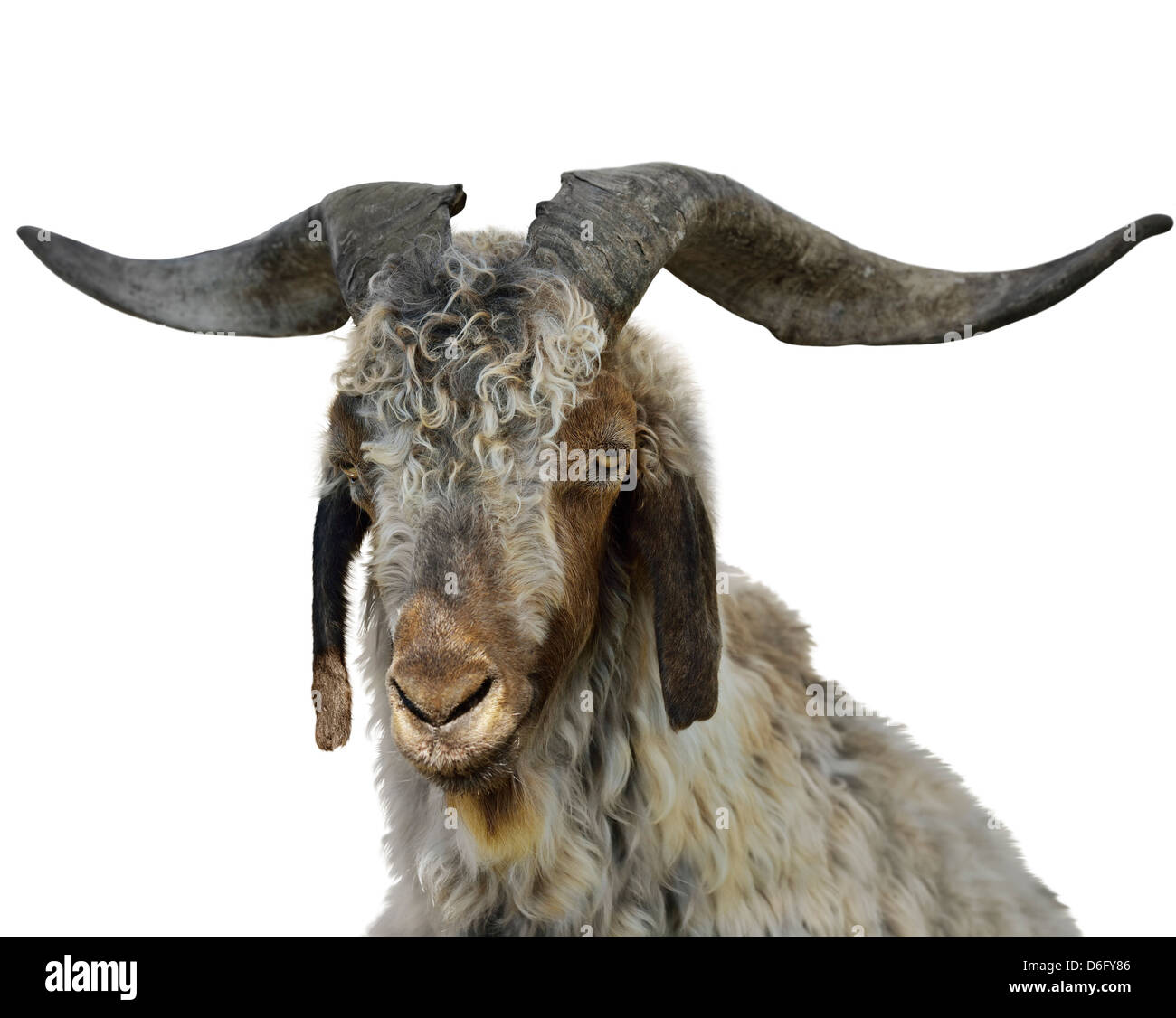 Goat Male Portrait On White Background Stock Photo - Alamy